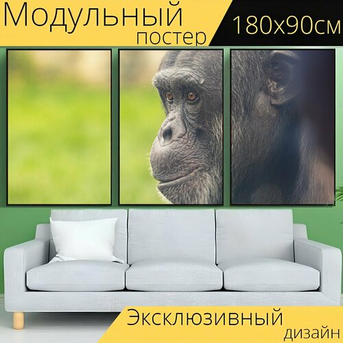 Модульный постер "Шимпанзе, зоопарк, обезьяна" 180 x 90 см. для интерьера