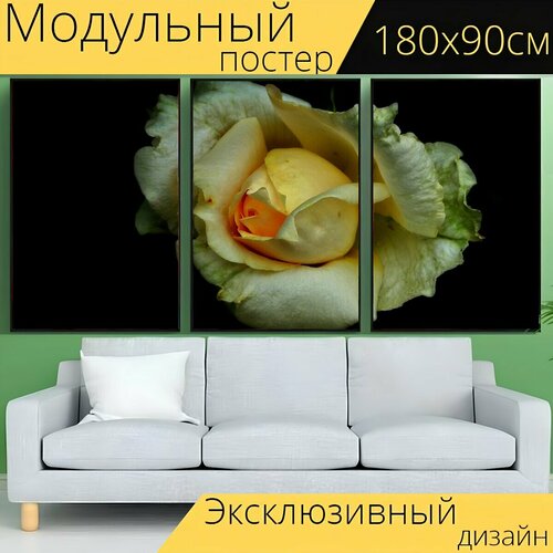 Модульный постер "Цветок, роуз, чайная роза" 180 x 90 см. для интерьера
