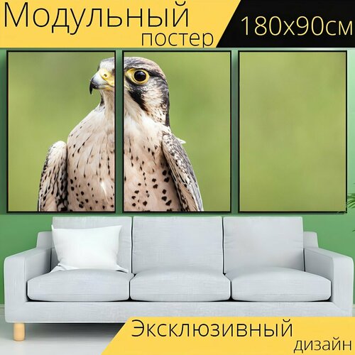 Модульный постер "Сокол, птица, животное" 180 x 90 см. для интерьера