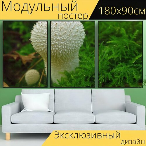 Модульный постер "Гриб, лес, мох" 180 x 90 см. для интерьера