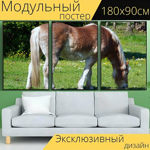 Модульный постер "Лошадь, животное, пастбище" 180 x 90 см. для интерьера