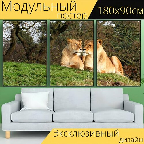 Модульный постер "Лев, дикая природа, львица" 180 x 90 см. для интерьера