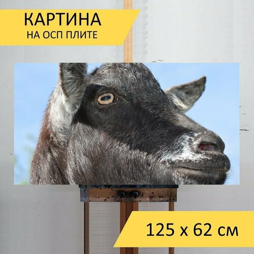 Картина на ОСП 125х62 см. "Коза, козел, глаза козла" горизонтальная, для интерьера, с креплениями