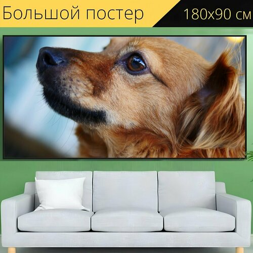 Большой постер "Собака, милый, животное" 180 x 90 см. для интерьера