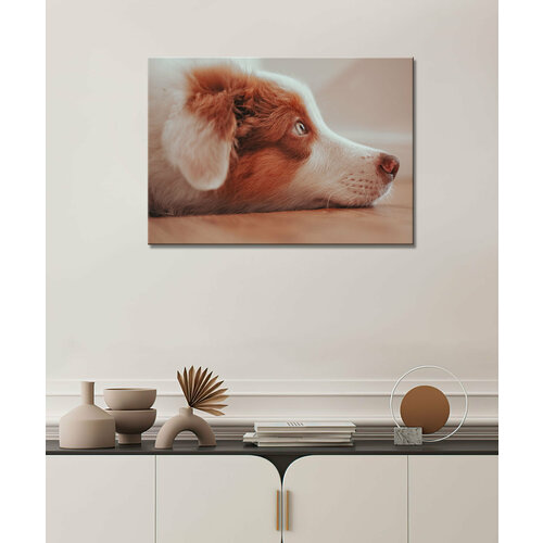 Картина - Австралийская овчарка, аусси, аусси собака, овчарка аусси, аусси шерсть, аусси мордочка, милая аусси (64) 50х70