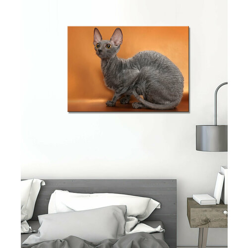 Картина - кошка, корниш-рекс, серый кот, волнистая шерсть, короткошёрстная кошка, домашняя кошка, ласковая кошка, кот (147) 60х80
