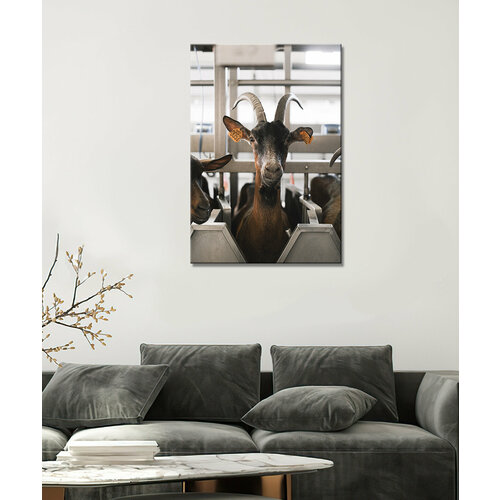 Картина - Коза, козел, коричневый козел, коричневая коза (3) 40х60