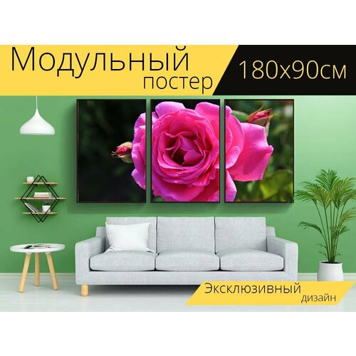Модульный постер "Rose, роуз, природа" 180 x 90 см. для интерьера