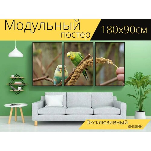 Модульный постер "Волнистый попугайчик, птица, попугай" 180 x 90 см. для интерьера