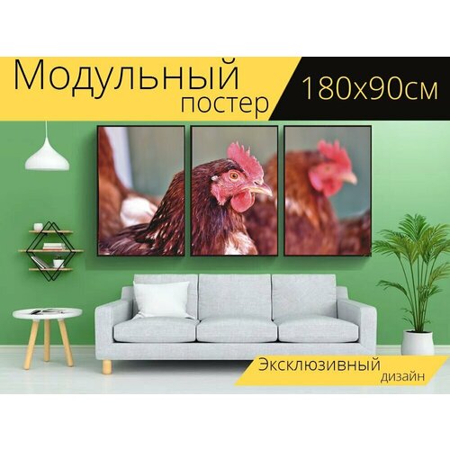 Модульный постер "Курица, домашняя птица, оковалок" 180 x 90 см. для интерьера