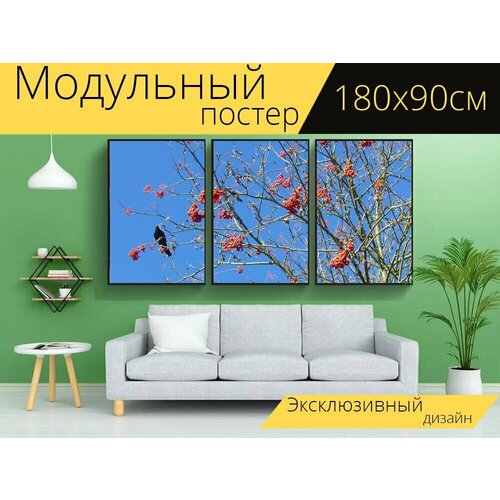 Модульный постер "Черный дрозд, птичье дерево, рябина" 180 x 90 см. для интерьера