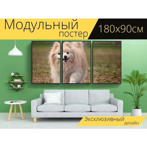 Модульный постер "Собака, померанский шпиц, милый" 180 x 90 см. для интерьера