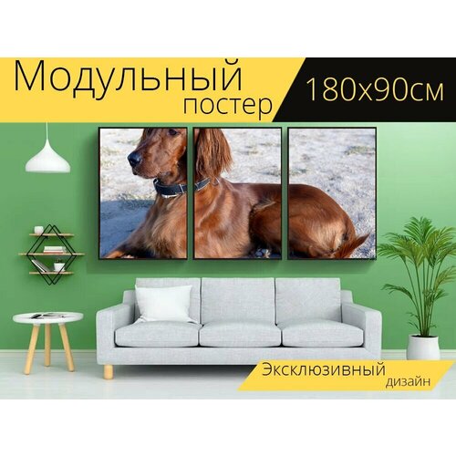 Модульный постер "Собака, сеттер ирландский, собаки" 180 x 90 см. для интерьера