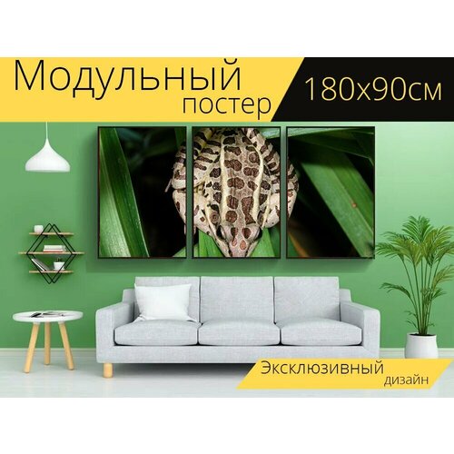 Модульный постер "Щучка лягушка, лягушка, амфибия" 180 x 90 см. для интерьера