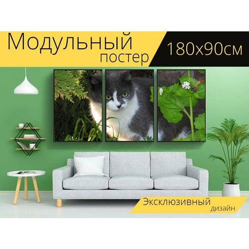 Модульный постер "Кот, домашнее животное, домашняя кошка" 180 x 90 см. для интерьера