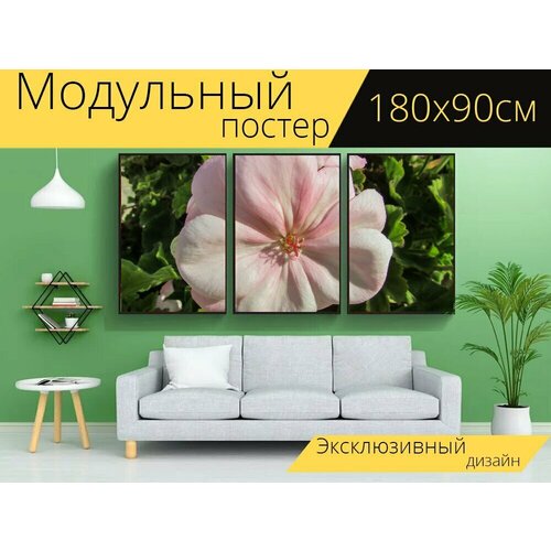 Модульный постер "Герань, цветок, кипр" 180 x 90 см. для интерьера