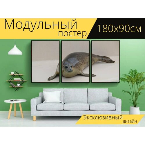 Модульный постер "Тюлень, животное, вода" 180 x 90 см. для интерьера