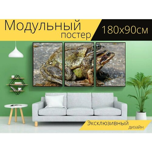 Модульный постер "Лягушка, природа" 180 x 90 см. для интерьера