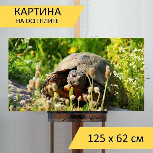 Картина на ОСП 125х62 см. "Черепаха, дикий, рептилия" горизонтальная, для интерьера, с креплениями
