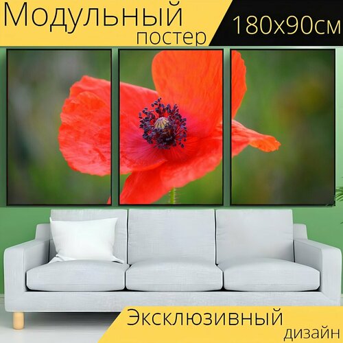 Модульный постер "Цветок, мак, весна" 180 x 90 см. для интерьера