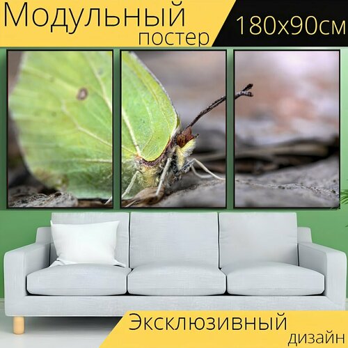 Модульный постер "Бабочка, насекомое, общей серы" 180 x 90 см. для интерьера
