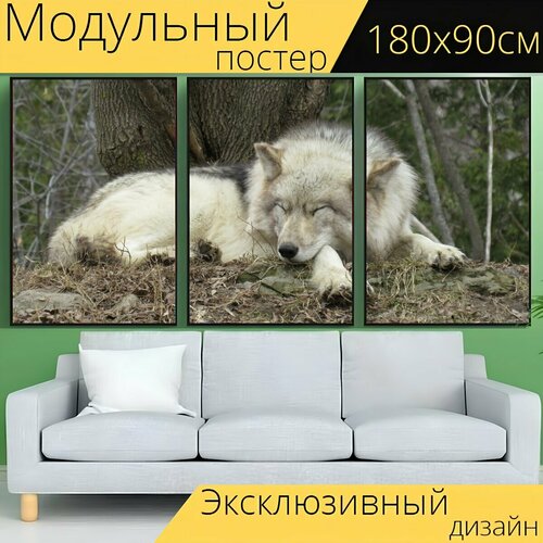 Модульный постер "Волк, дикий, спать" 180 x 90 см. для интерьера