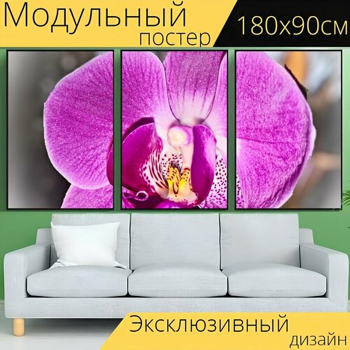 Модульный постер "Цветок, орхидея, тропическое растение" 180 x 90 см. для интерьера