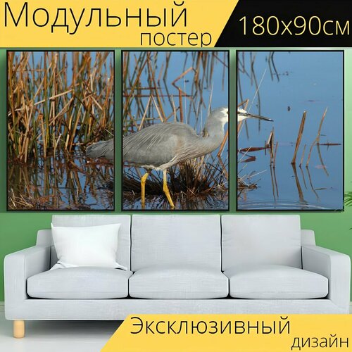 Модульный постер "Птица, серая цапля, болотная" 180 x 90 см. для интерьера