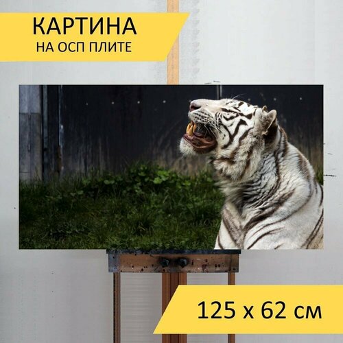 Картина на ОСП 125х62 см. "Тигр, белый, зоопарк" горизонтальная, для интерьера, с креплениями