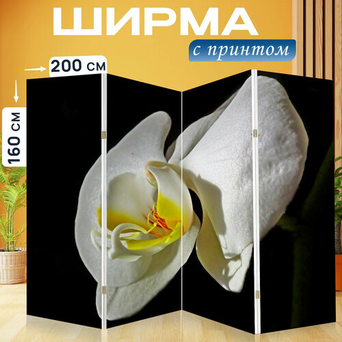 Ширма перегородка с принтом "Ятрышник, цветок, белый" на холсте - 200x160 см. для зонирования, раскладная