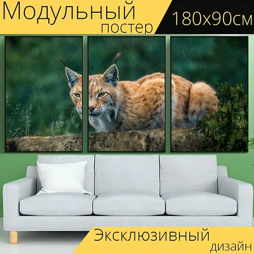 Модульный постер "Рысь, животное, зоопарк" 180 x 90 см. для интерьера