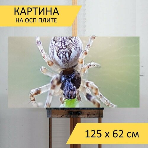 Картина на ОСП 125х62 см. "Паук, природа, насекомое" горизонтальная, для интерьера, с креплениями