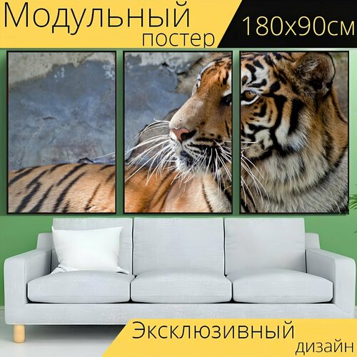Модульный постер "Тигр, природа, животные" 180 x 90 см. для интерьера