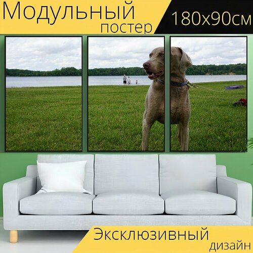 Модульный постер "Собака, озеро, природа" 180 x 90 см. для интерьера