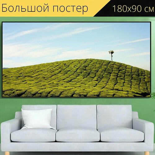 Большой постер "Чайная плантация, плантация, поле" 180 x 90 см. для интерьера