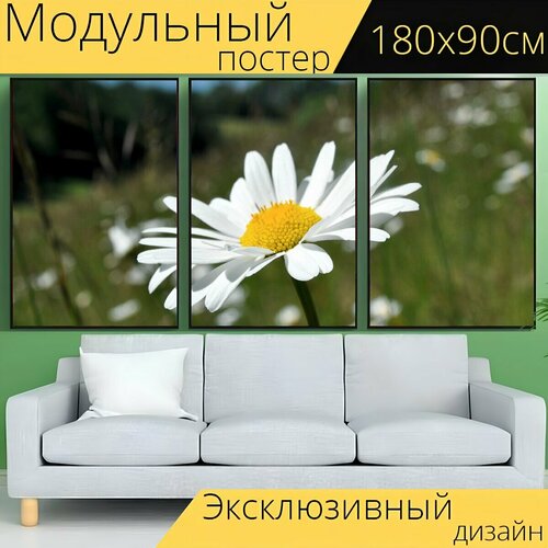 Модульный постер "Воловья маргаритка, цветок, дикий цветок" 180 x 90 см. для интерьера