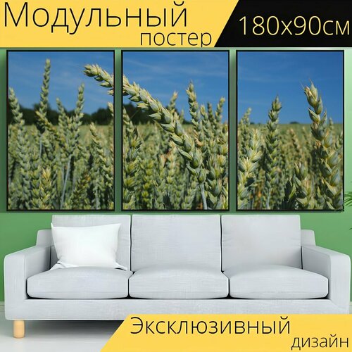 Модульный постер "Пшеница, пшеничное поле, зерно" 180 x 90 см. для интерьера