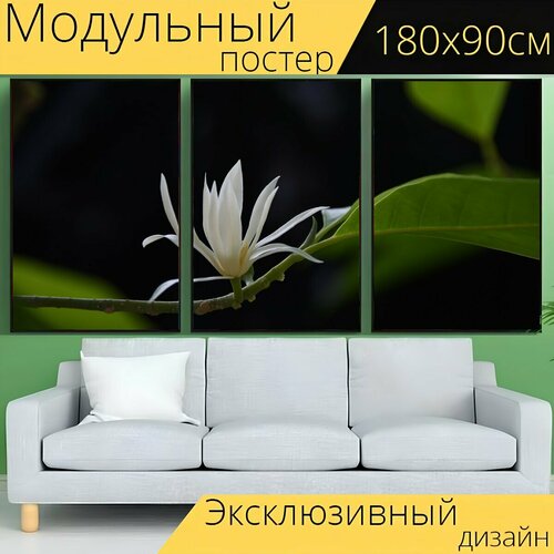 Модульный постер "Орхидея, белый цветок, цветок" 180 x 90 см. для интерьера