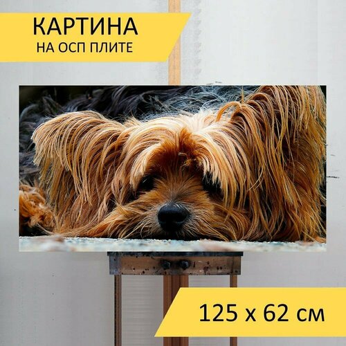 Картина на ОСП 125х62 см. "Собака, йоркширский терьер, лентяй" горизонтальная, для интерьера, с креплениями