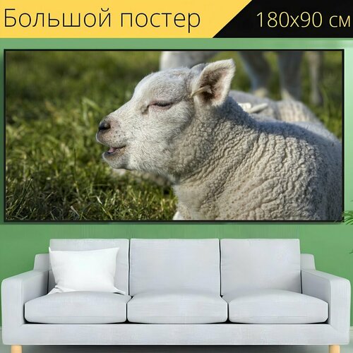 Большой постер "Ягнята, овец, ягненок" 180 x 90 см. для интерьера