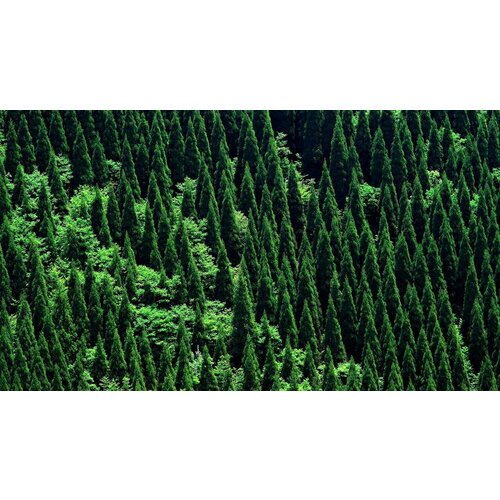 Картина на холсте 60x110 LinxOne "Деревья зеленый хвойные" интерьерная для дома / на стену / на кухню / с подрамником