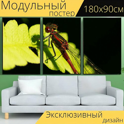 Модульный постер "Рано стрекоза адонис, стрекоза, мужчина" 180 x 90 см. для интерьера