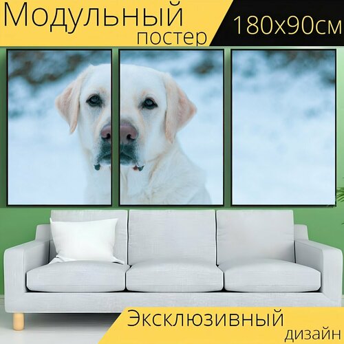 Модульный постер "Собака, портрет, белый" 180 x 90 см. для интерьера