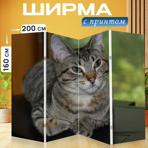 Ширма перегородка с принтом "Котенок, кошка, кошачий" на холсте - 200x160 см. для зонирования, раскладная