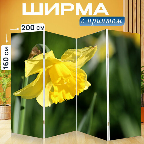 Ширма перегородка с принтом "Весна, цветок, жёлтый" на холсте - 200x160 см. для зонирования, раскладная