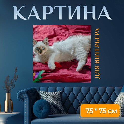 Картина на холсте "Кошка, игрок, белый" на подрамнике 75х75 см. для интерьера