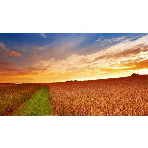 Картина на холсте 60x110 Альянс Лес "Пшеничное поле" на подрамнике / интерьер/ декор