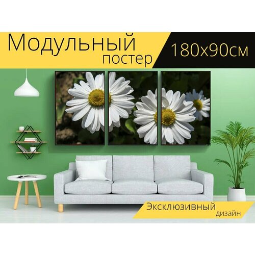 Модульный постер "Маргаритки, цветы, белый" 180 x 90 см. для интерьера