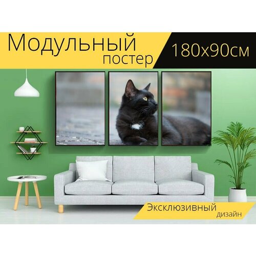 Модульный постер "Домашняя кошка, черный кот, котенок" 180 x 90 см. для интерьера
