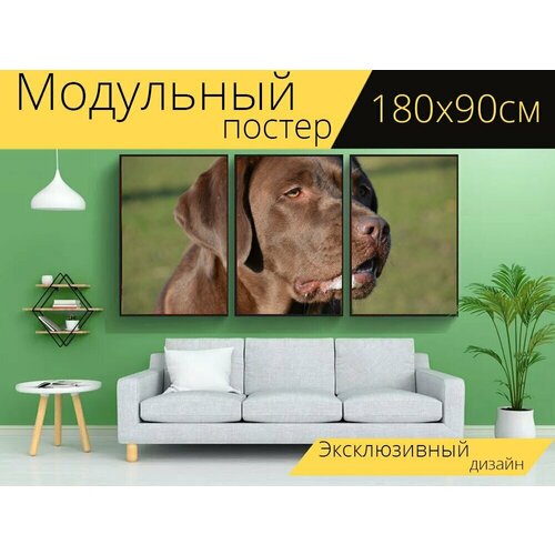 Модульный постер "Собака, шоколад, особый" 180 x 90 см. для интерьера